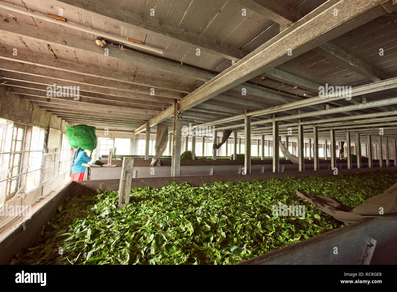 Munnar tea plantation with workers picking tea leaves from the plants ...
