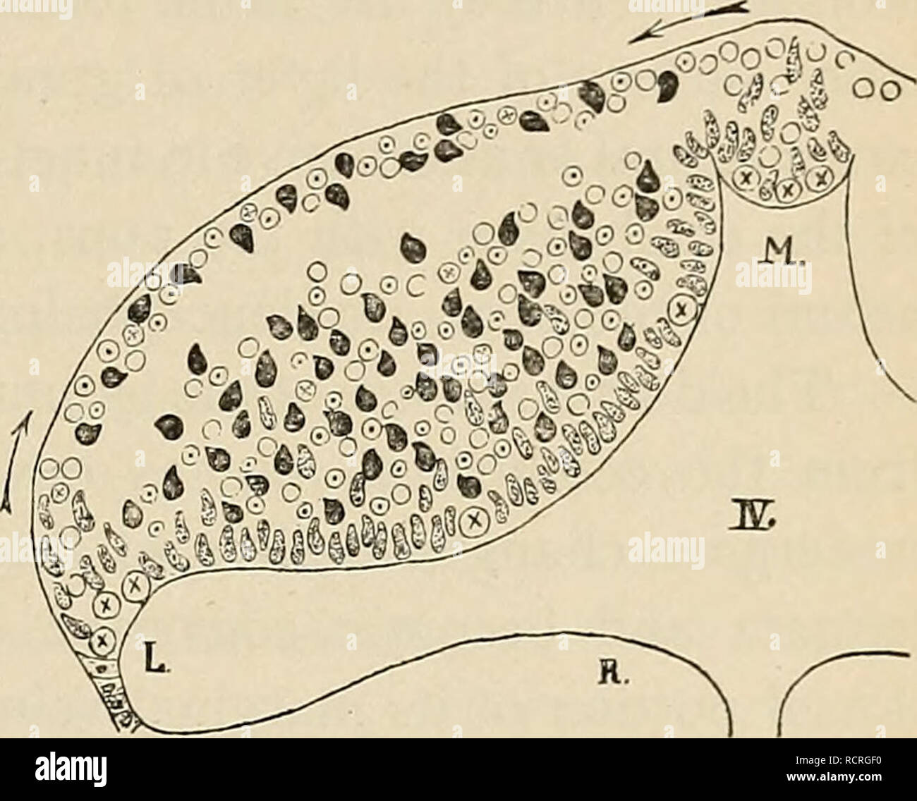 . The development of the human body : a manual of human embryology ...