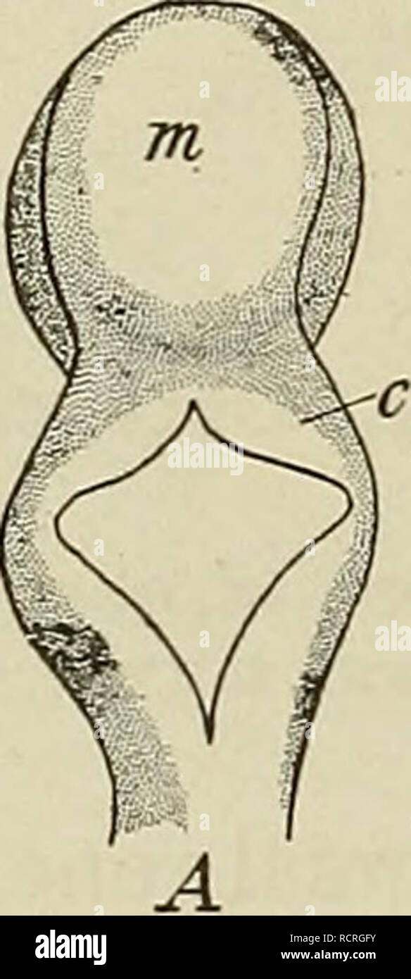 . The development of the human body : a manual of human embryology ...