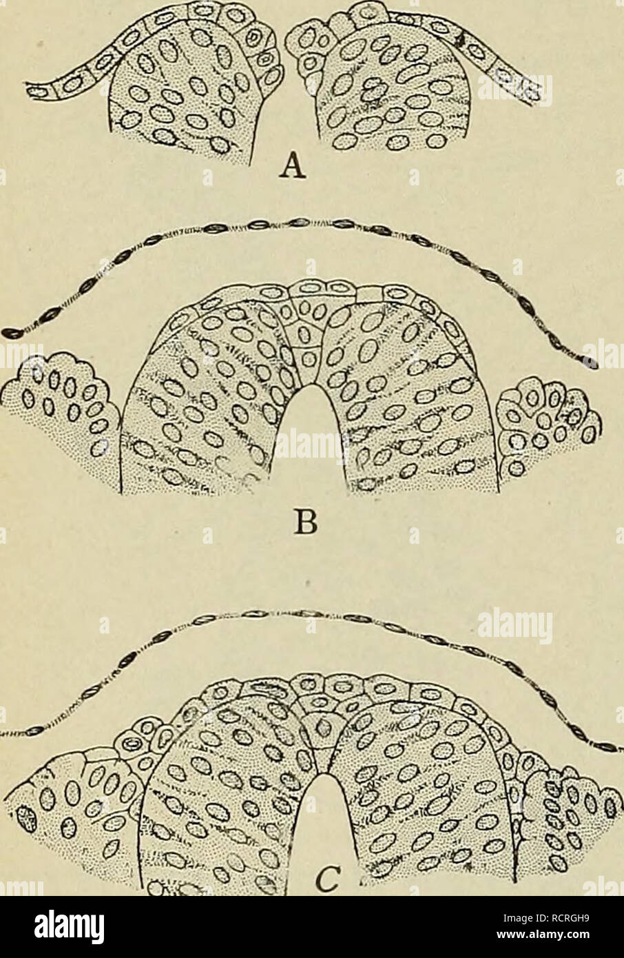 . The development of the human body : a manual of human embryology ...