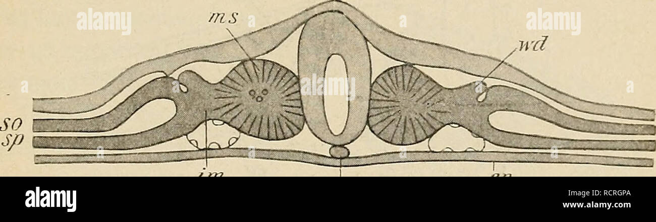 . The development of the human body : a manual of human embryology ...