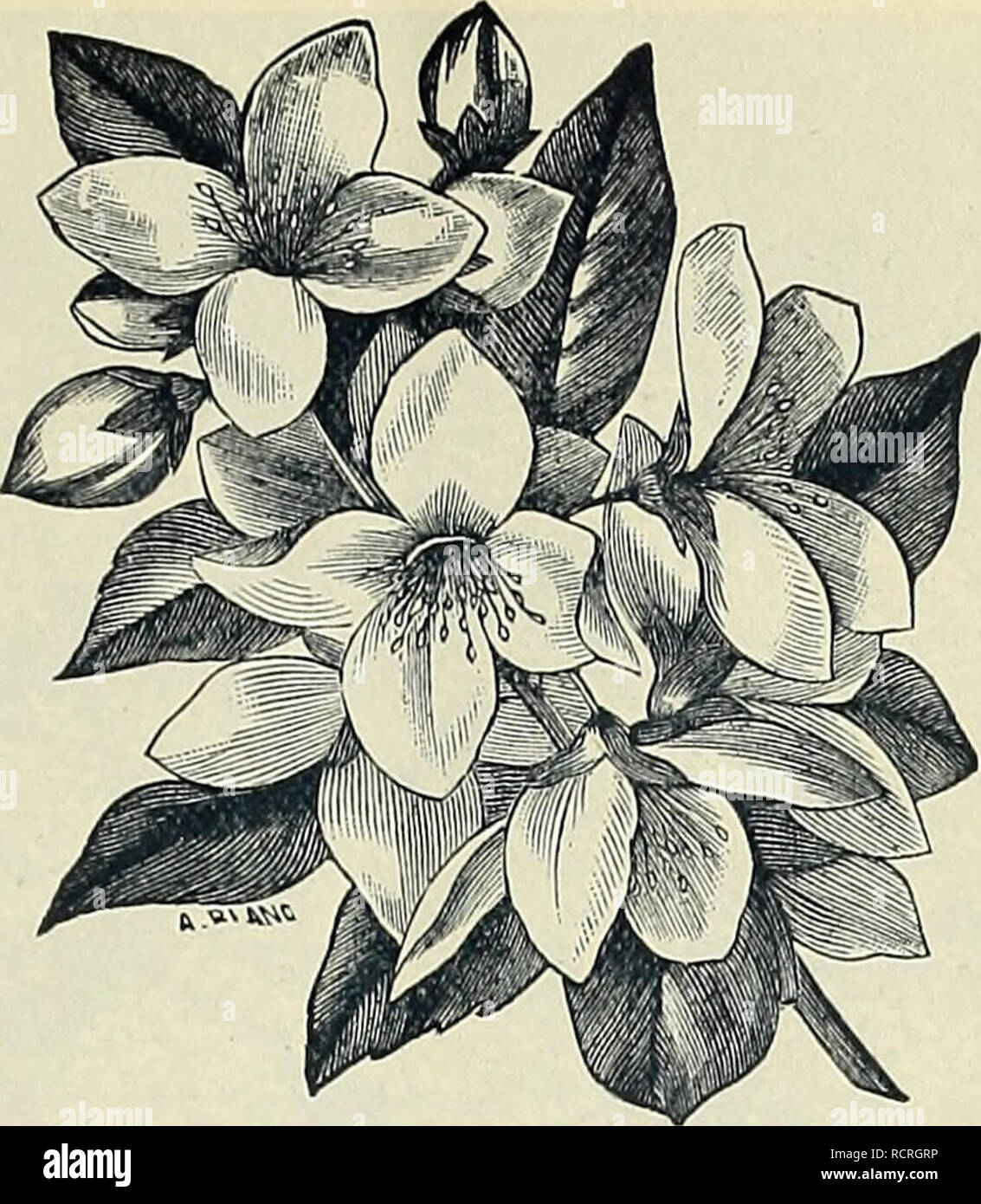 Clethra alnifolia paniculata hi-res stock photography and images - Alamy