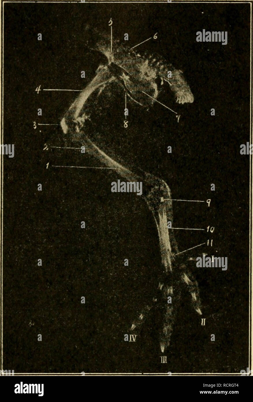 . The development of the chick : an introduction to embryology ...
