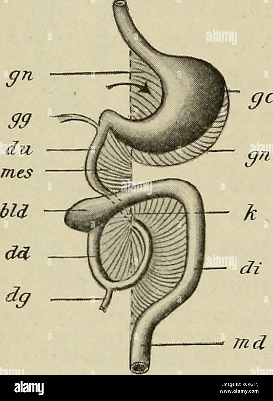 Transverse Mesocolon Cadaver