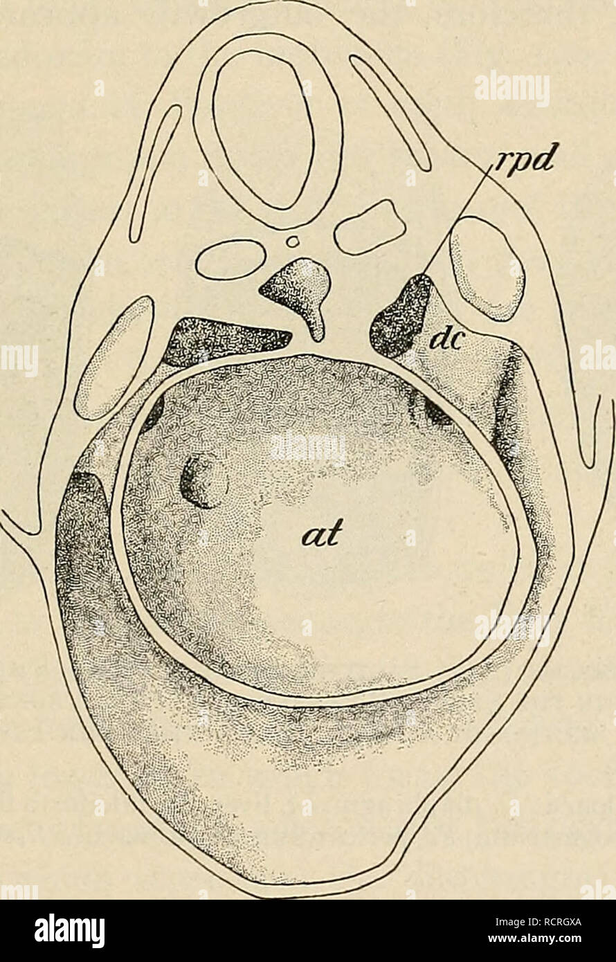 Parietal pericardium hi-res stock photography and images - Alamy