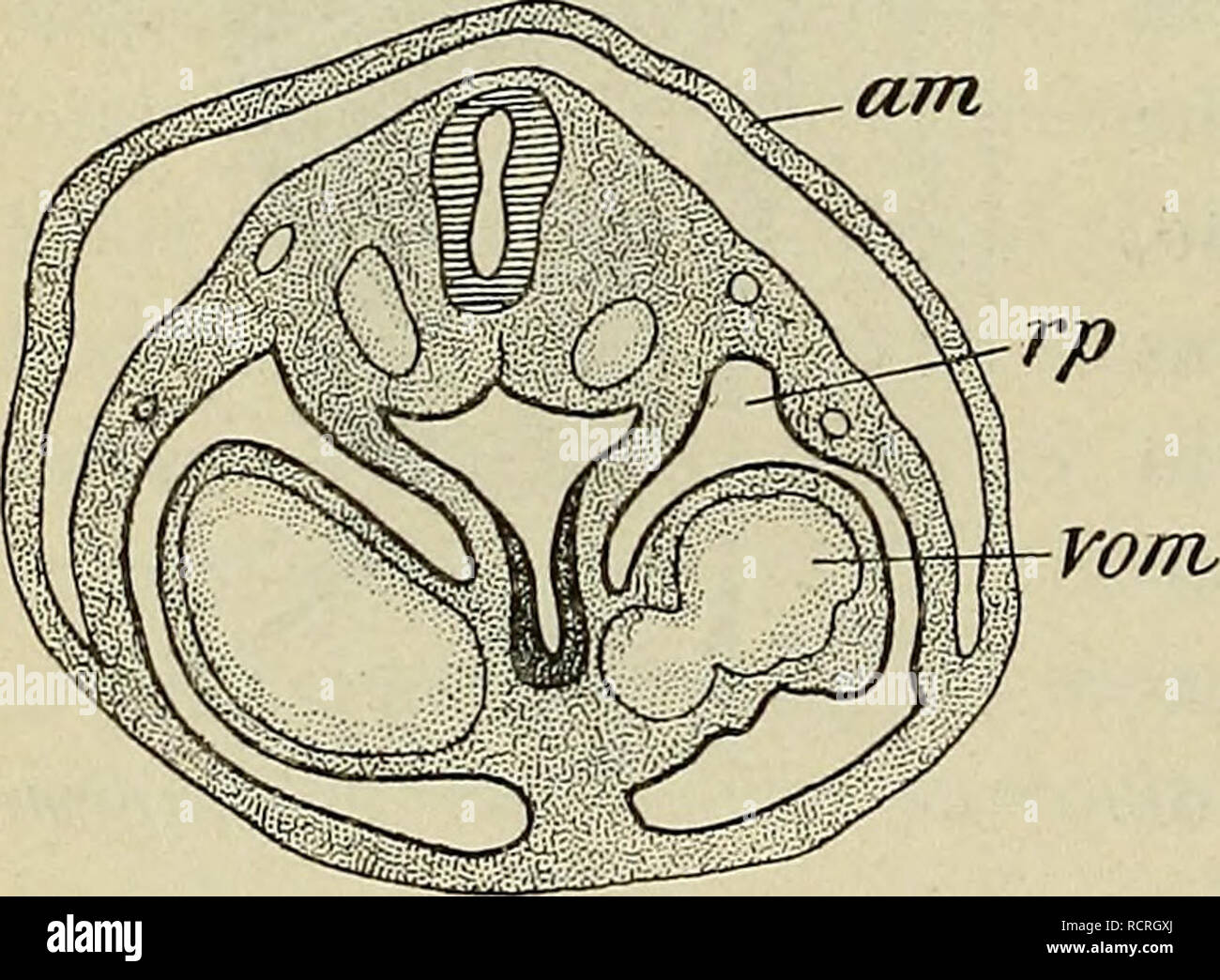 . The development of the human body : a manual of human embryology ...