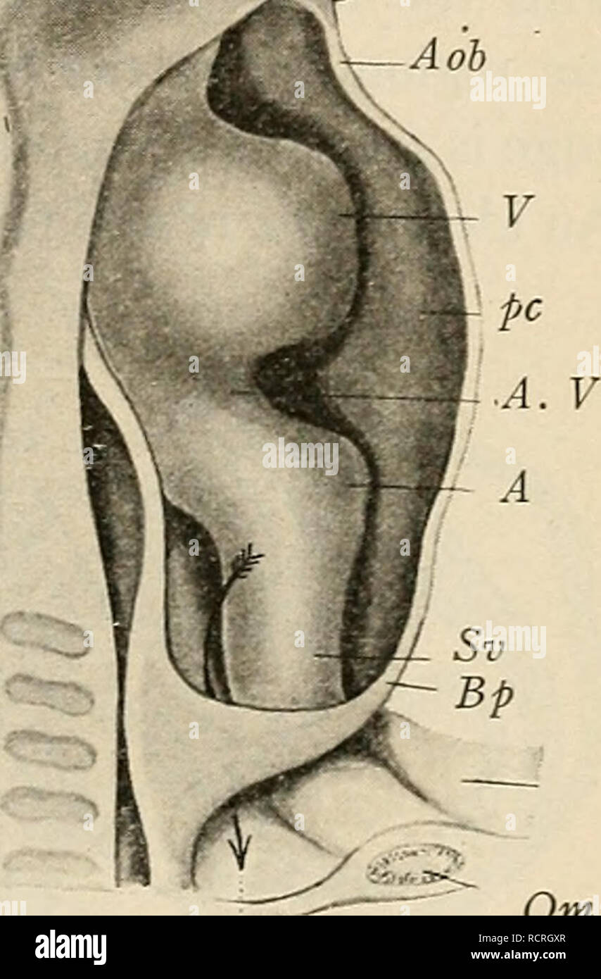 . The development of the human body : a manual of human embryology ...