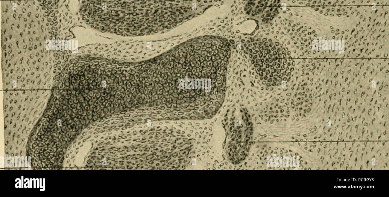 . The development of the chick : an introduction to embryology ...