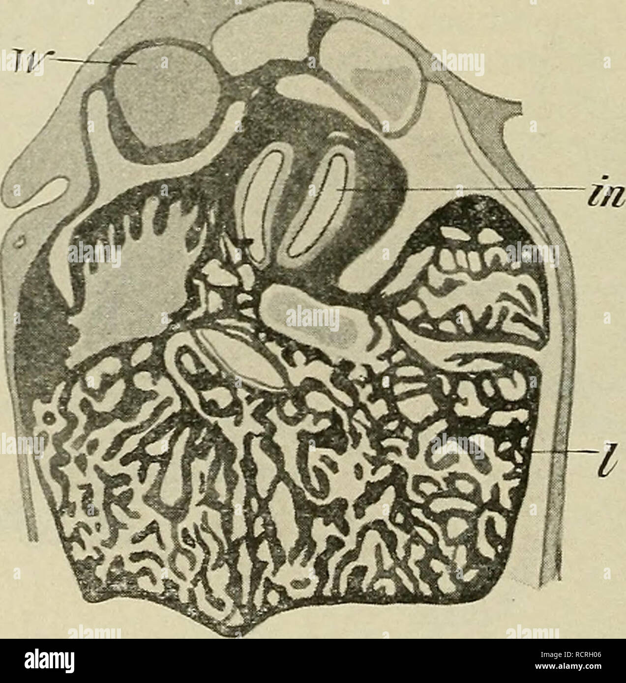 . The development of the human body : a manual of human embryology ...