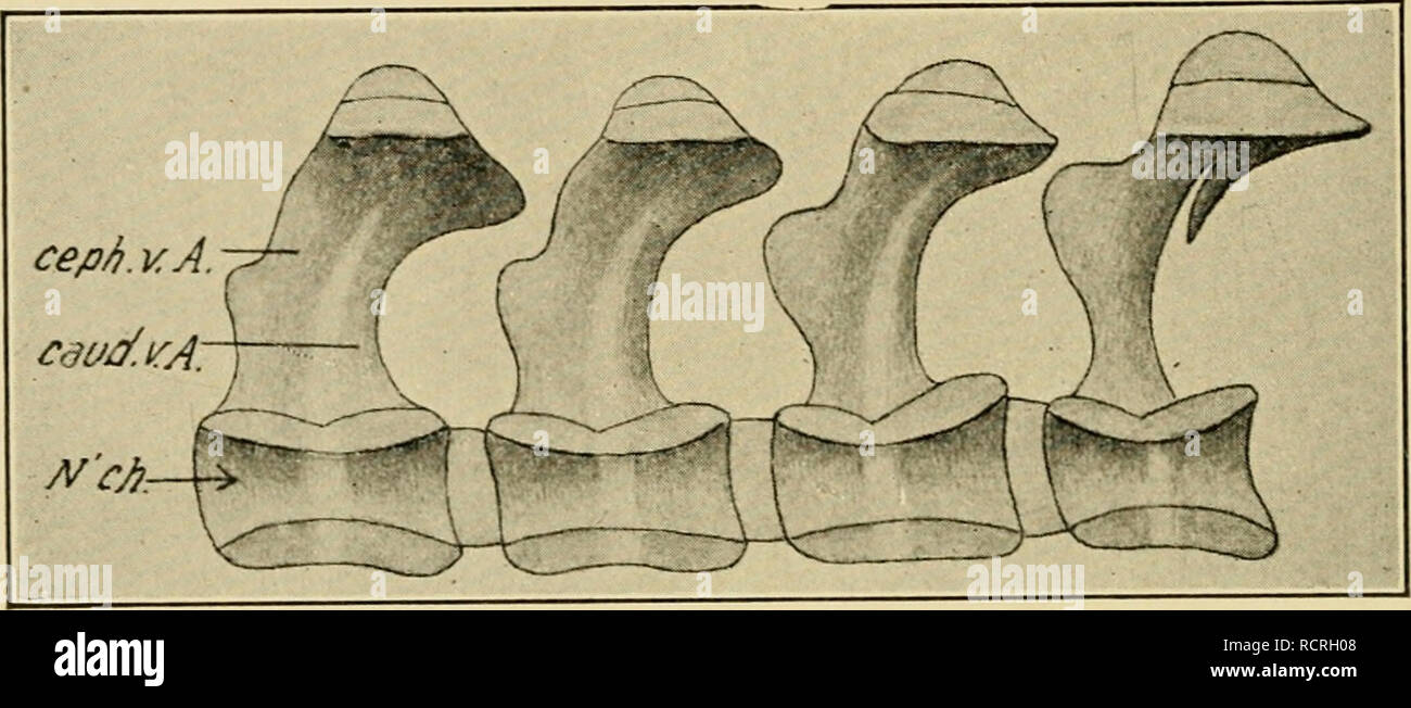 . The development of the chick : an introduction to embryology ...