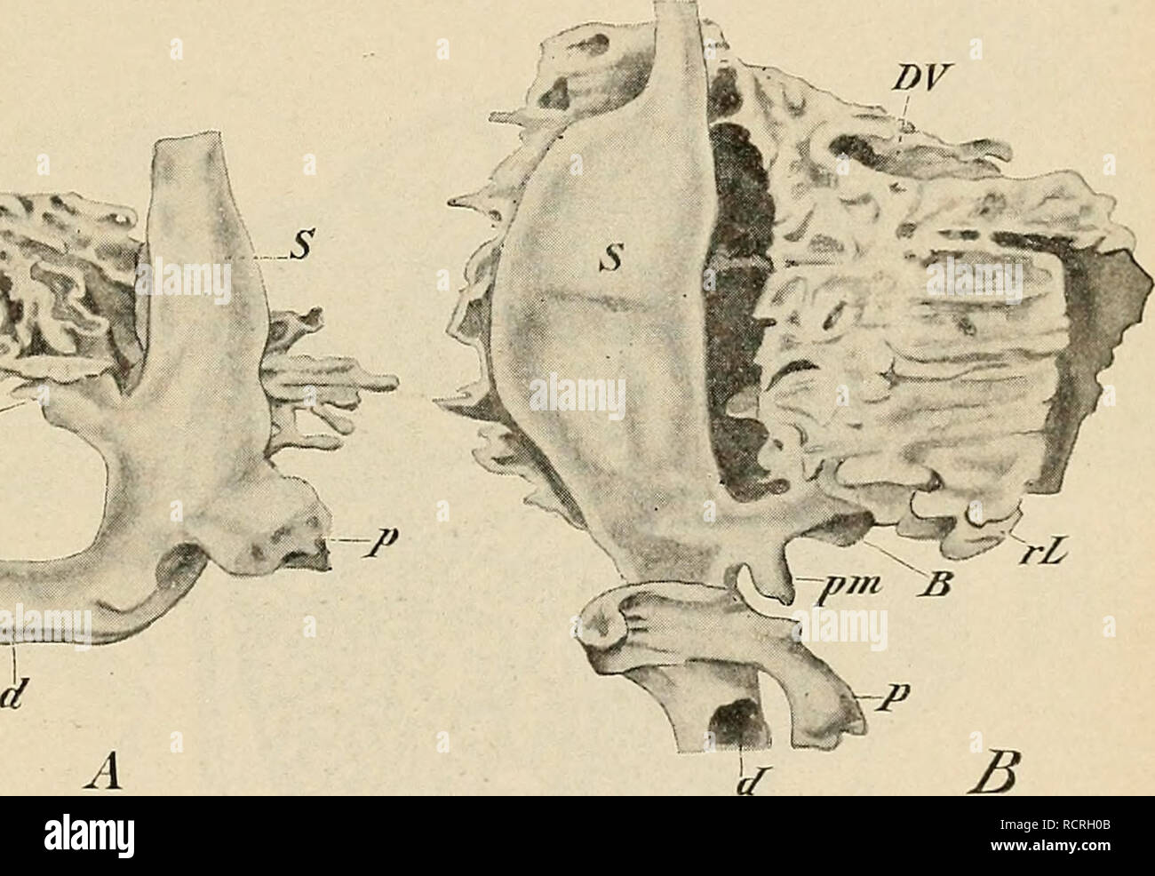 Septum transversum hi-res stock photography and images - Alamy