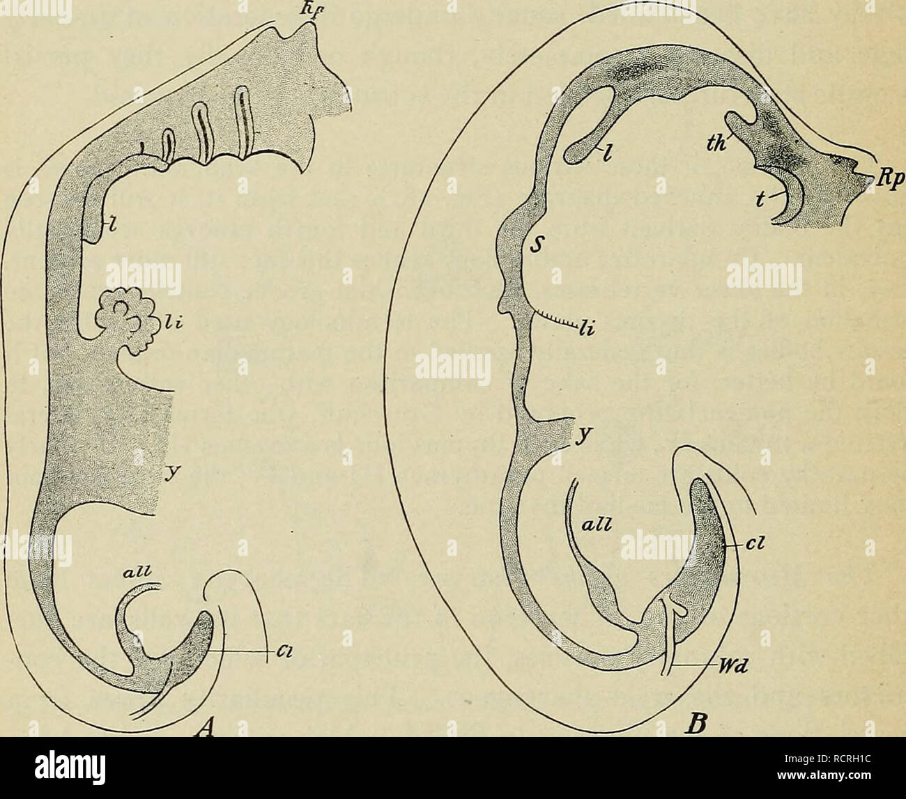 Human embryo heart development hi-res stock photography and images - Alamy