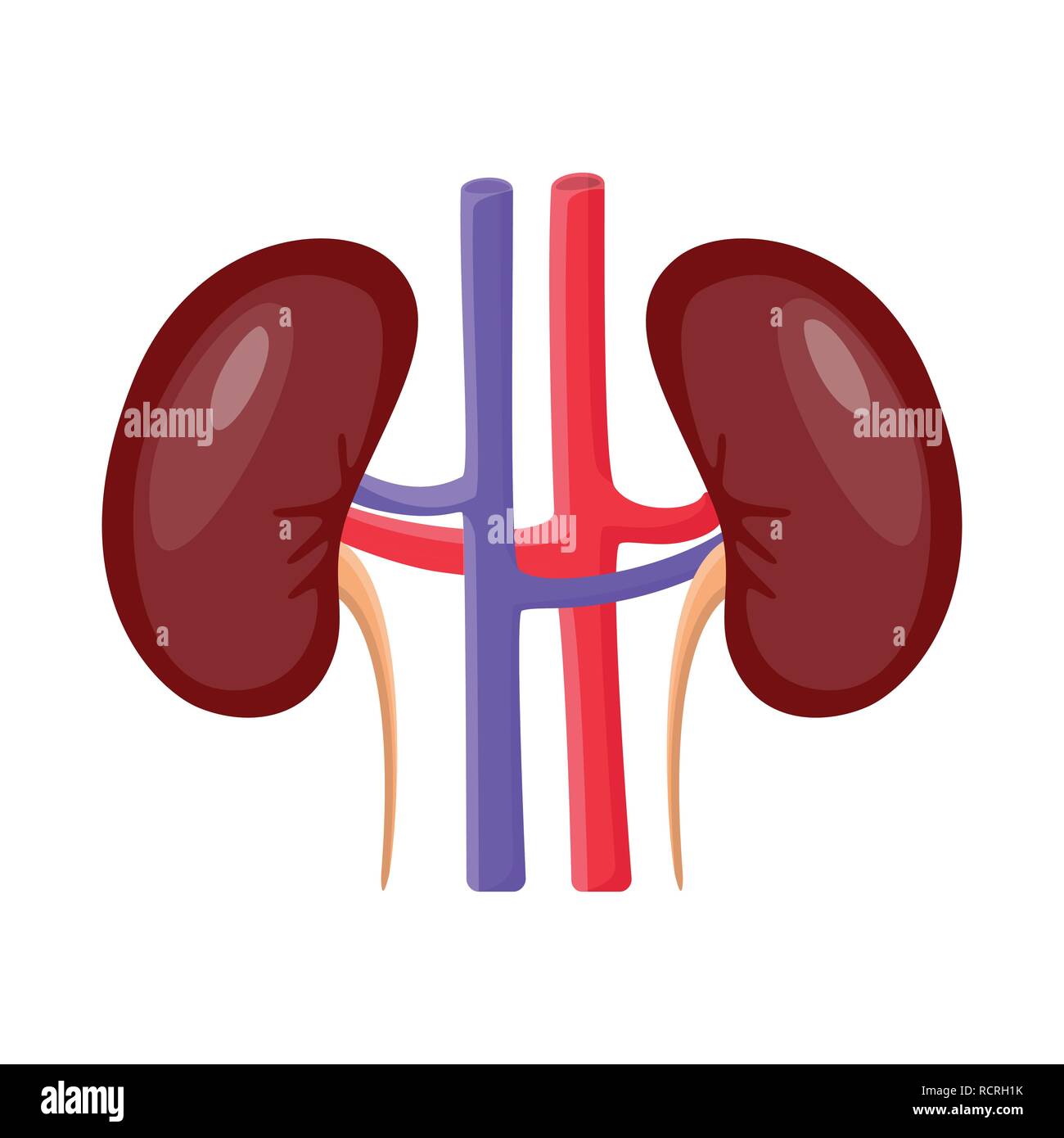 Vector illustration of anatomy and organ symbol. Set of anatomy and ...