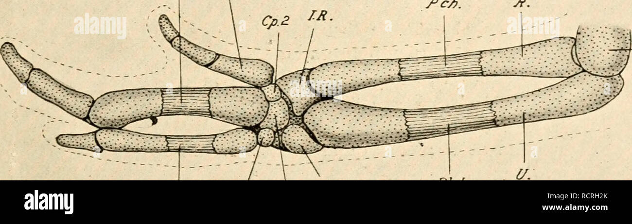 . The development of the chick; an introduction to embryology. Birds ...