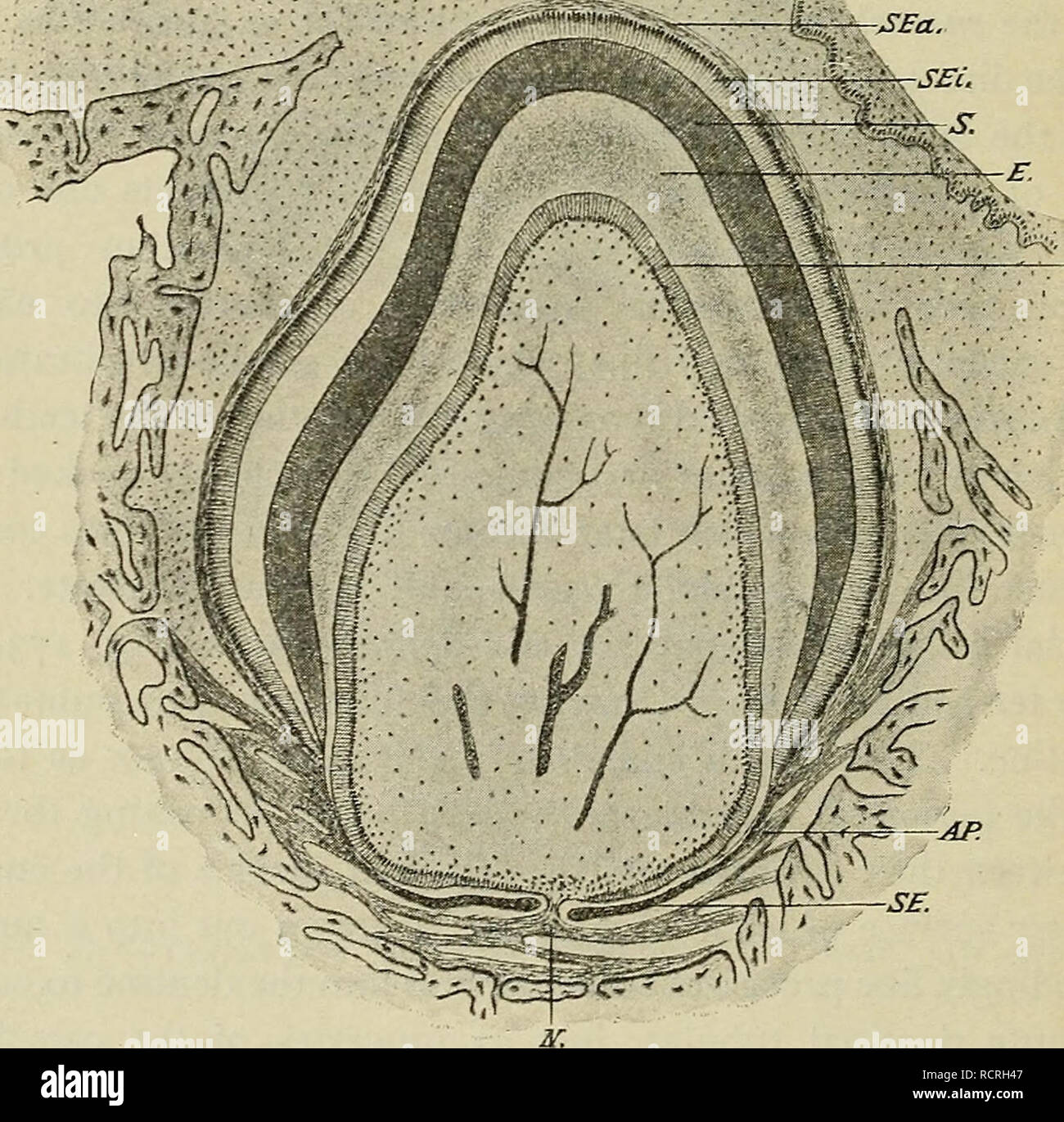 . The development of the human body : a manual of human embryology ...