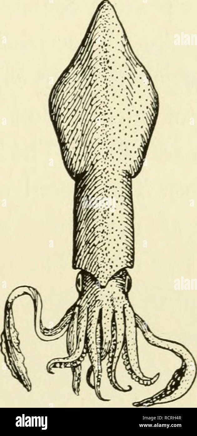 Muscular squid hi-res stock photography and images - Alamy