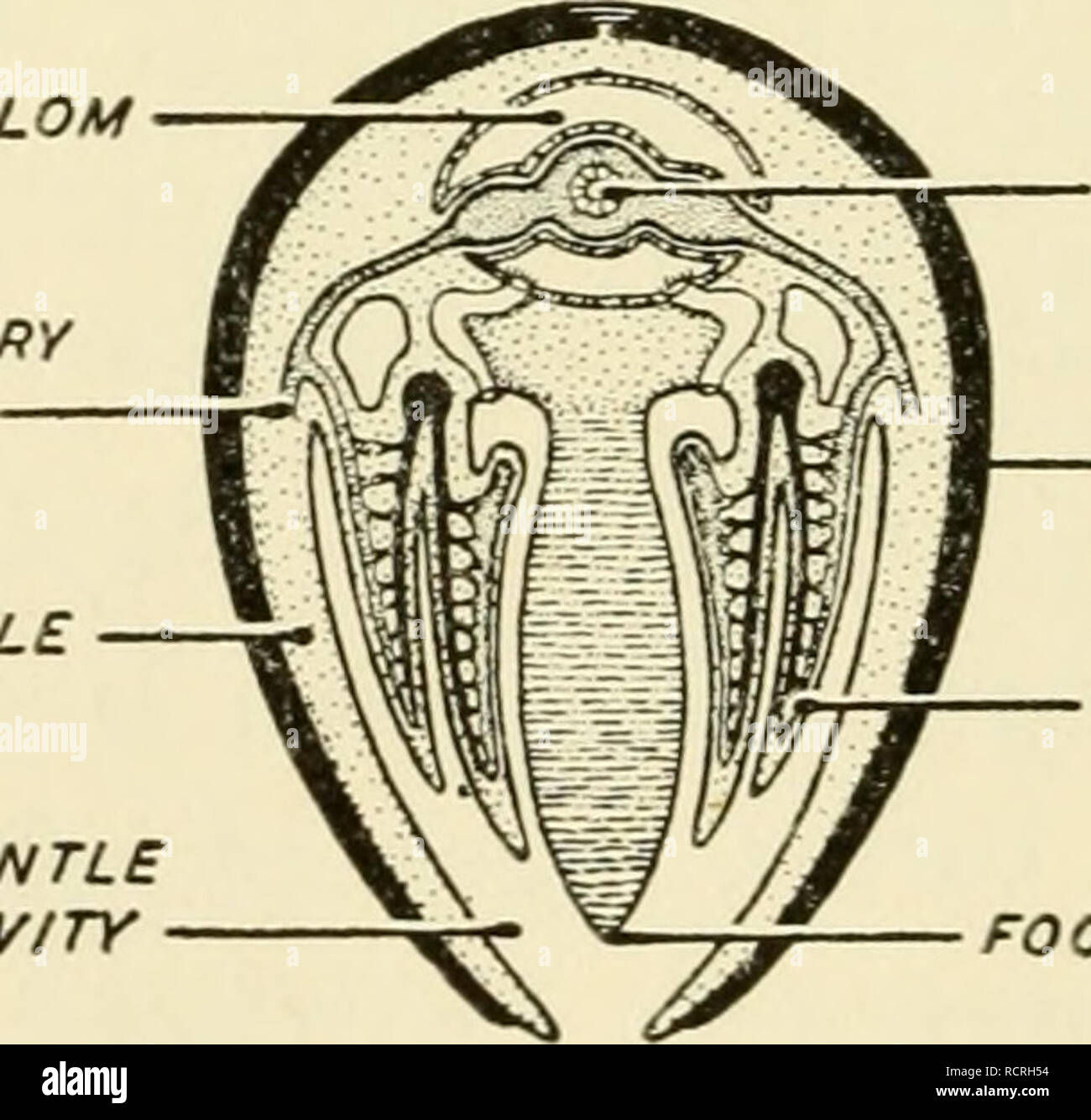 . Elements of biology, with special reference to their rôle in the ...