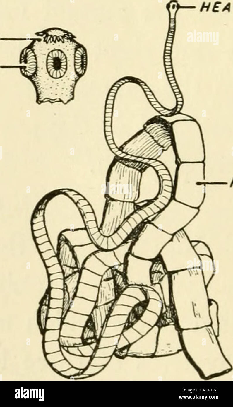. Elements of biology, with special reference to their rôle in the ...