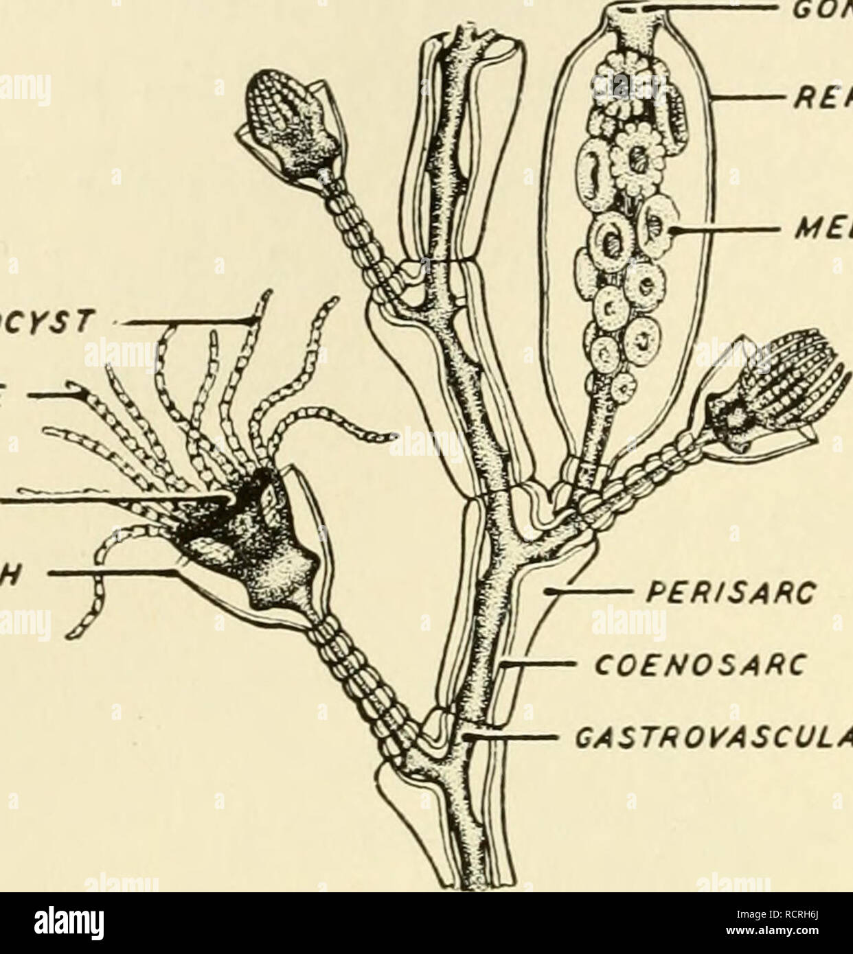 . Elements of biology, with special reference to their rôle in the ...