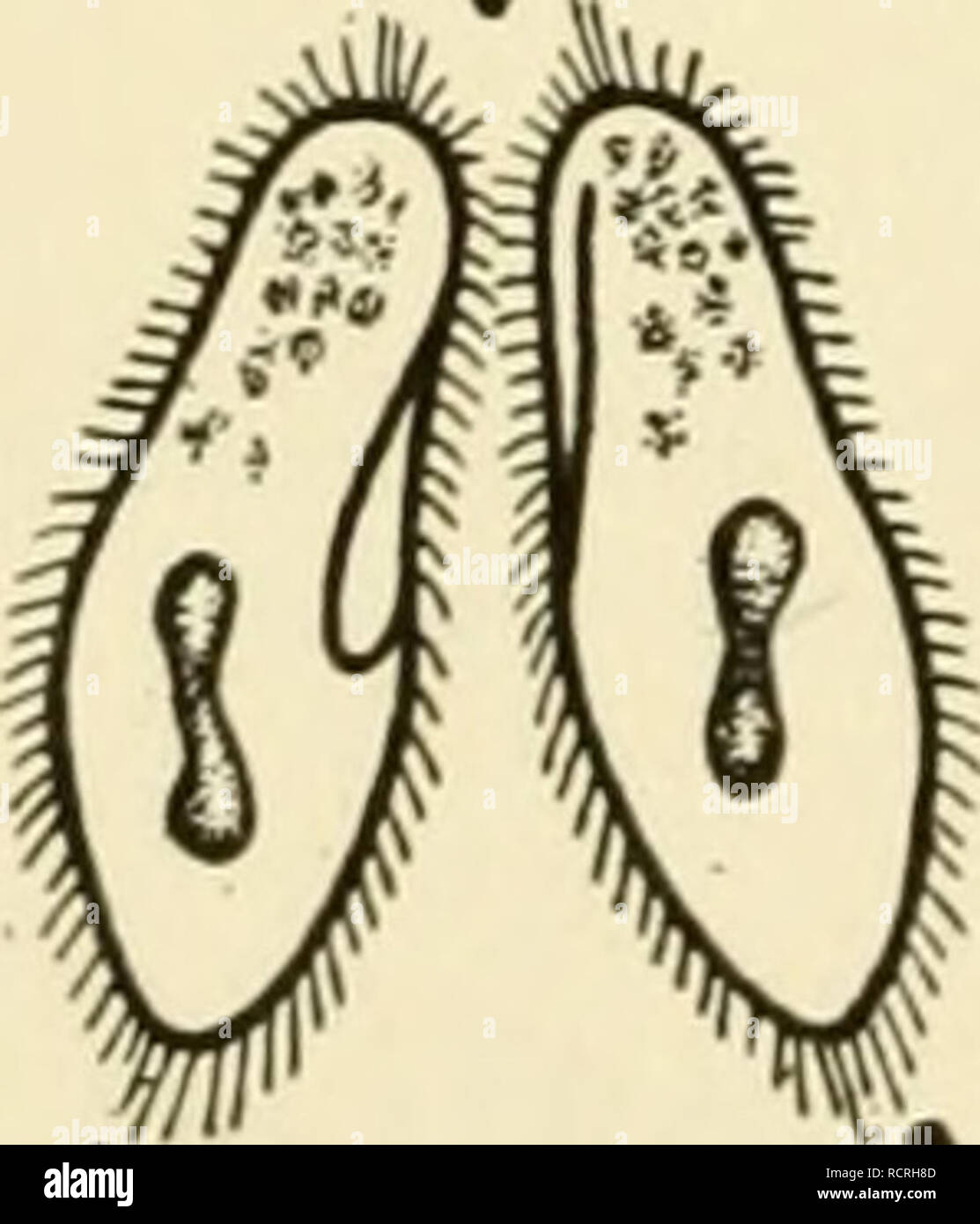. Elements of biology, with special reference to their rôle in the ...