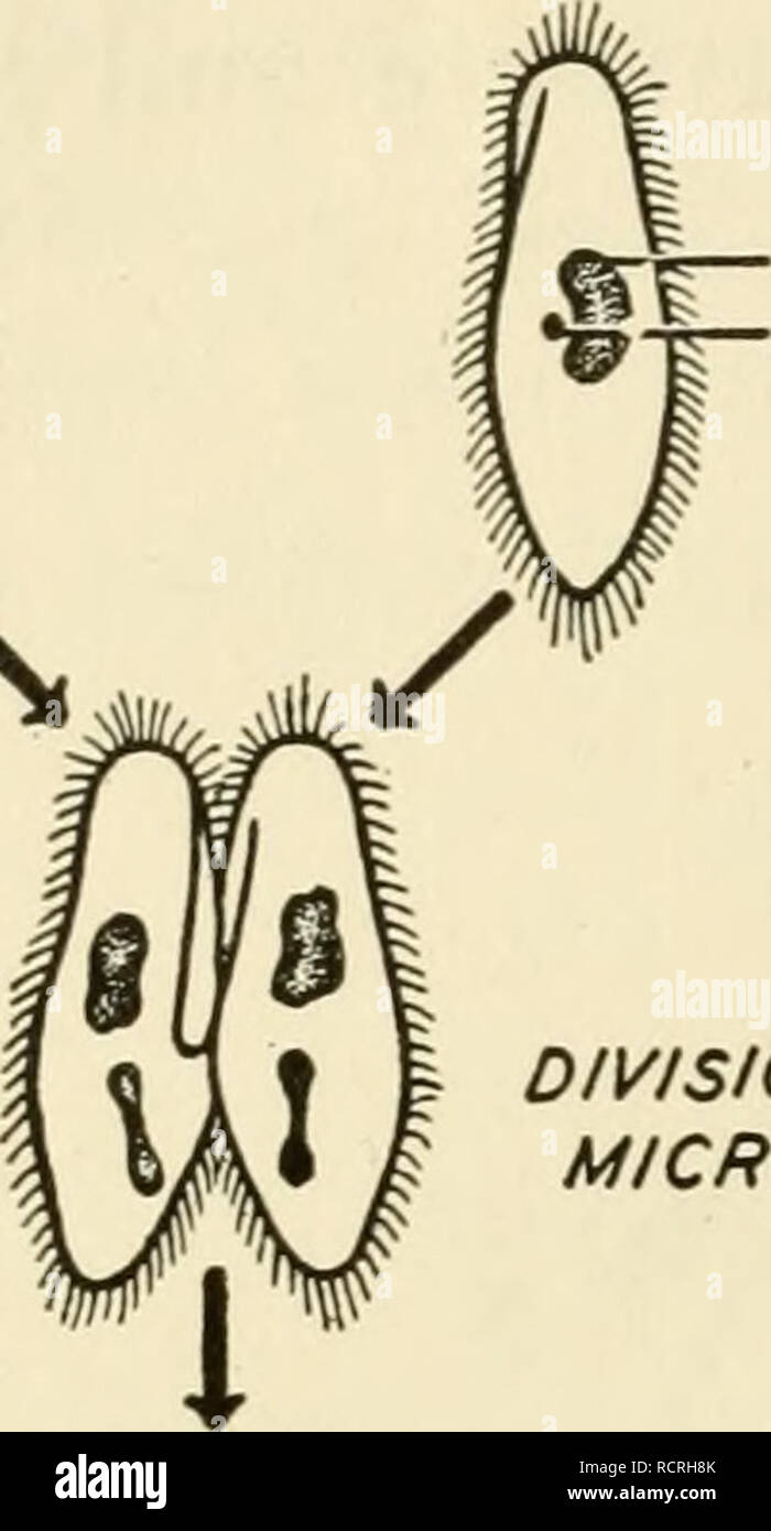 Macronucleus micronucleus hi-res stock photography and images - Alamy