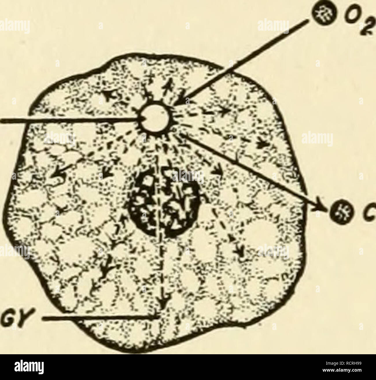 . Elements of biology, with special reference to their rôle in the ...