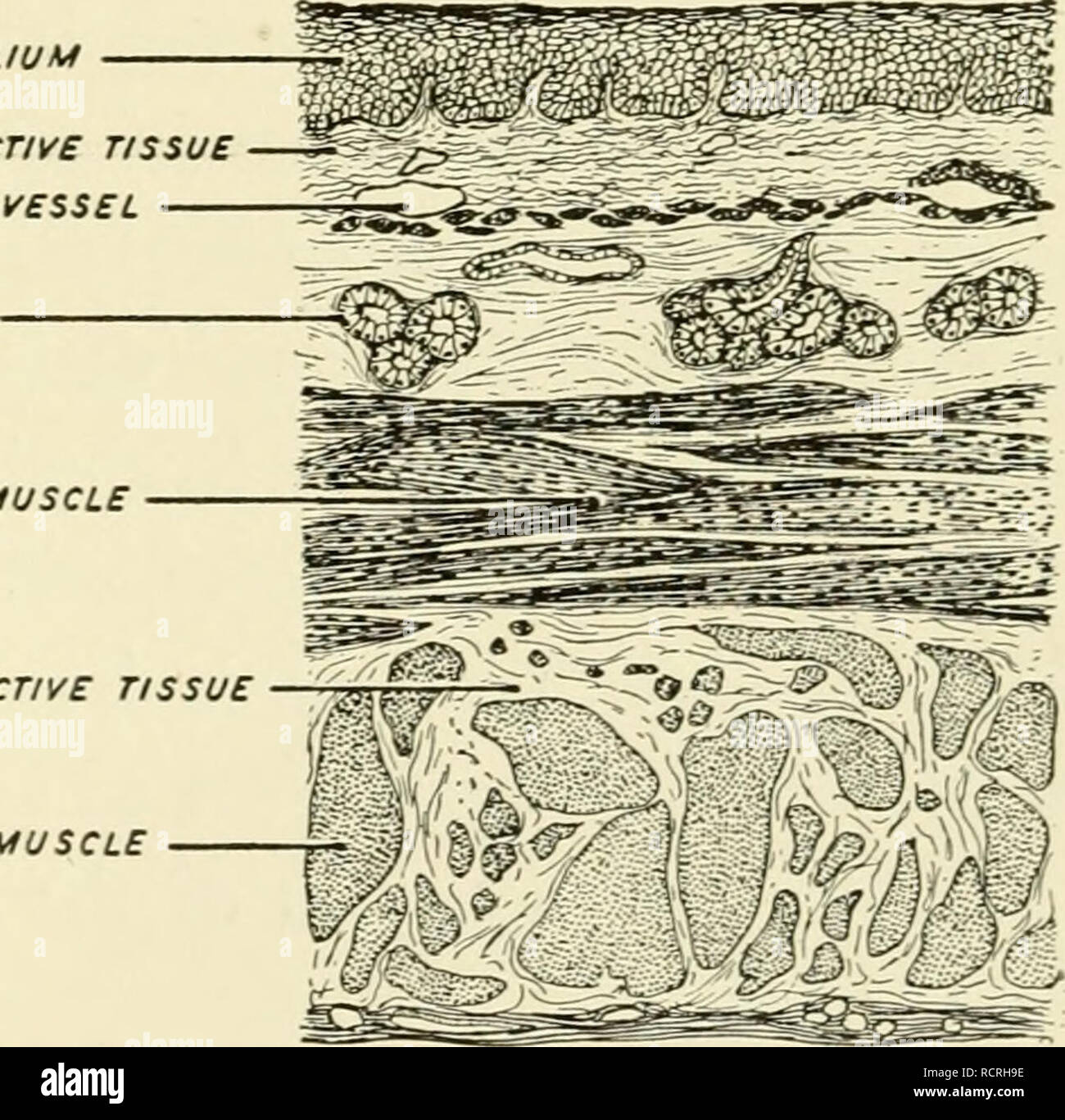. Elements of biology, with special reference to their rôle in the ...