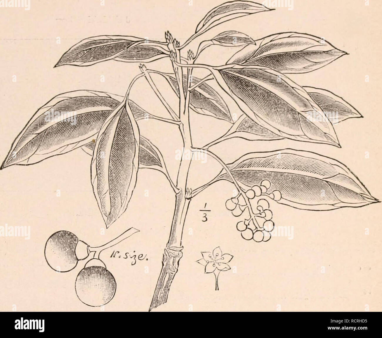 . Descriptive catalogue of flowering, ornamental trees, shrubs, bulbs ...