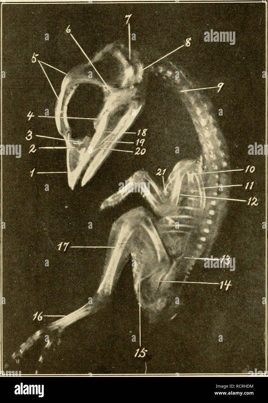 . The development of the chick; an introduction to embryology. Birds ...