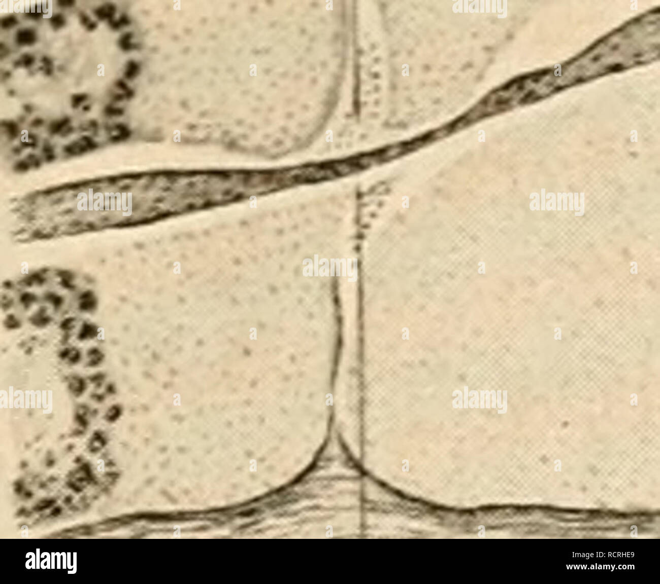 . The development of the chick; an introduction to embryology. Birds ...
