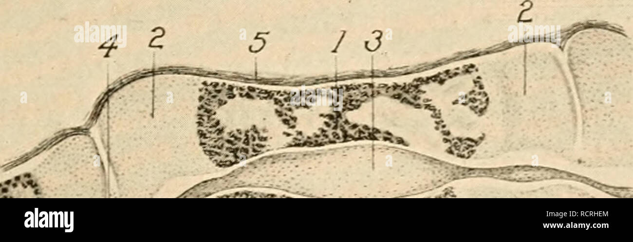 . The development of the chick; an introduction to embryology. Birds ...