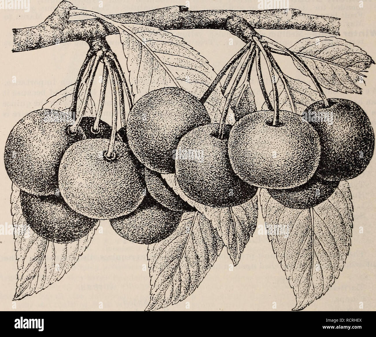 . Descriptive and illustrated catalogue of fruit and ornamental trees ...