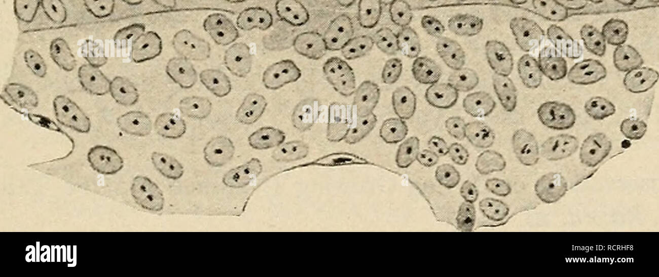 . The development of the human body : a manual of human embryology ...