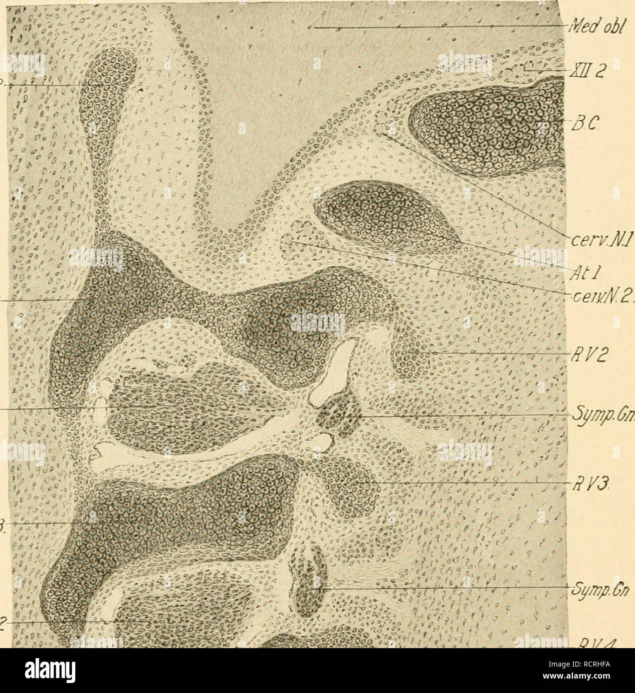 . The development of the chick; an introduction to embryology. Birds ...