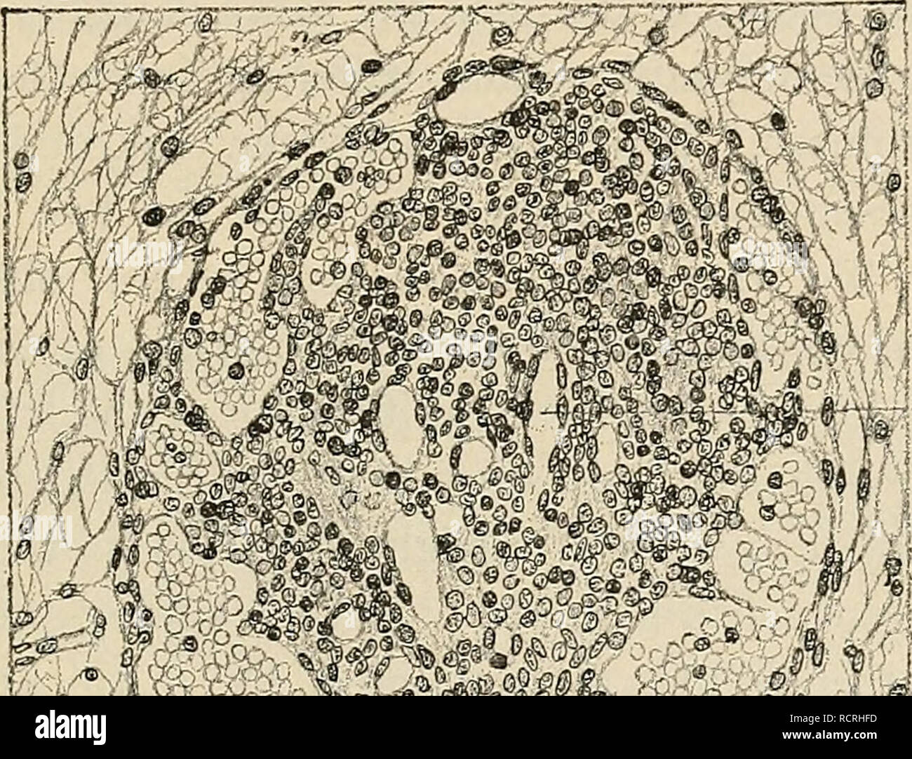 . The development of the human body : a manual of human embryology ...