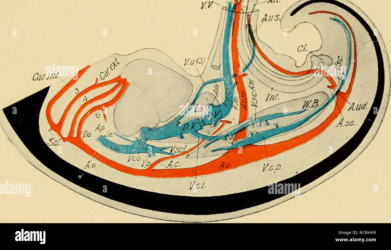 . The development of the chick : an introduction to embryology ...