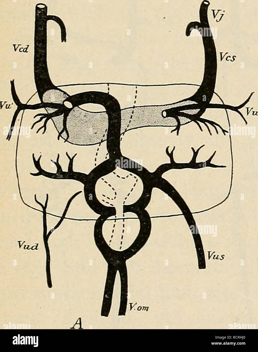 . The development of the human body : a manual of human embryology ...