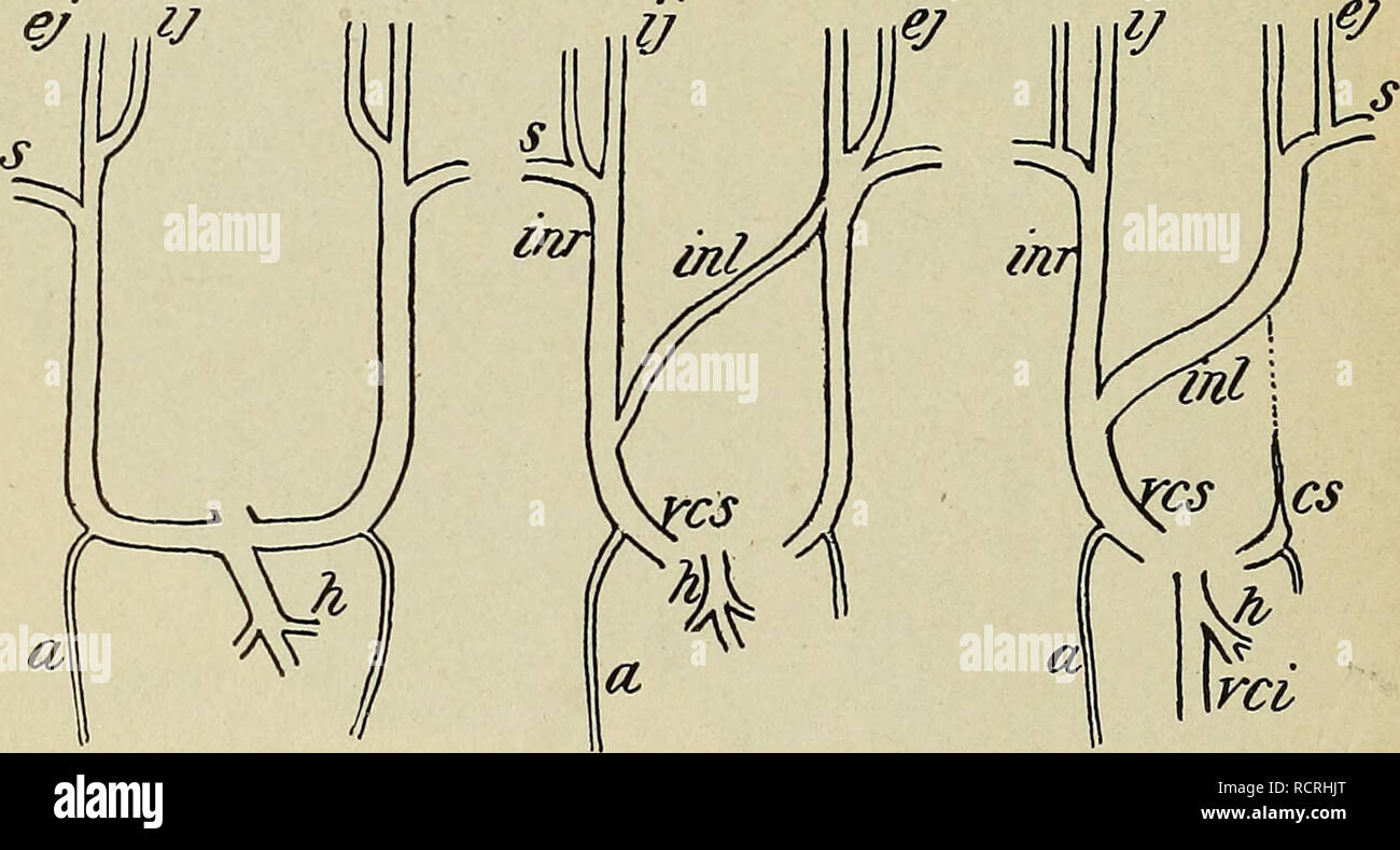 . The development of the human body : a manual of human embryology ...