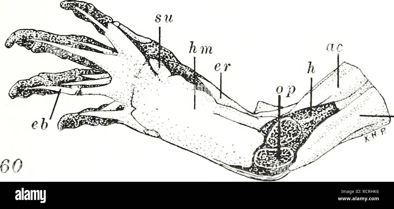 . The development of the pectoral limb of Necturus maculosus ...