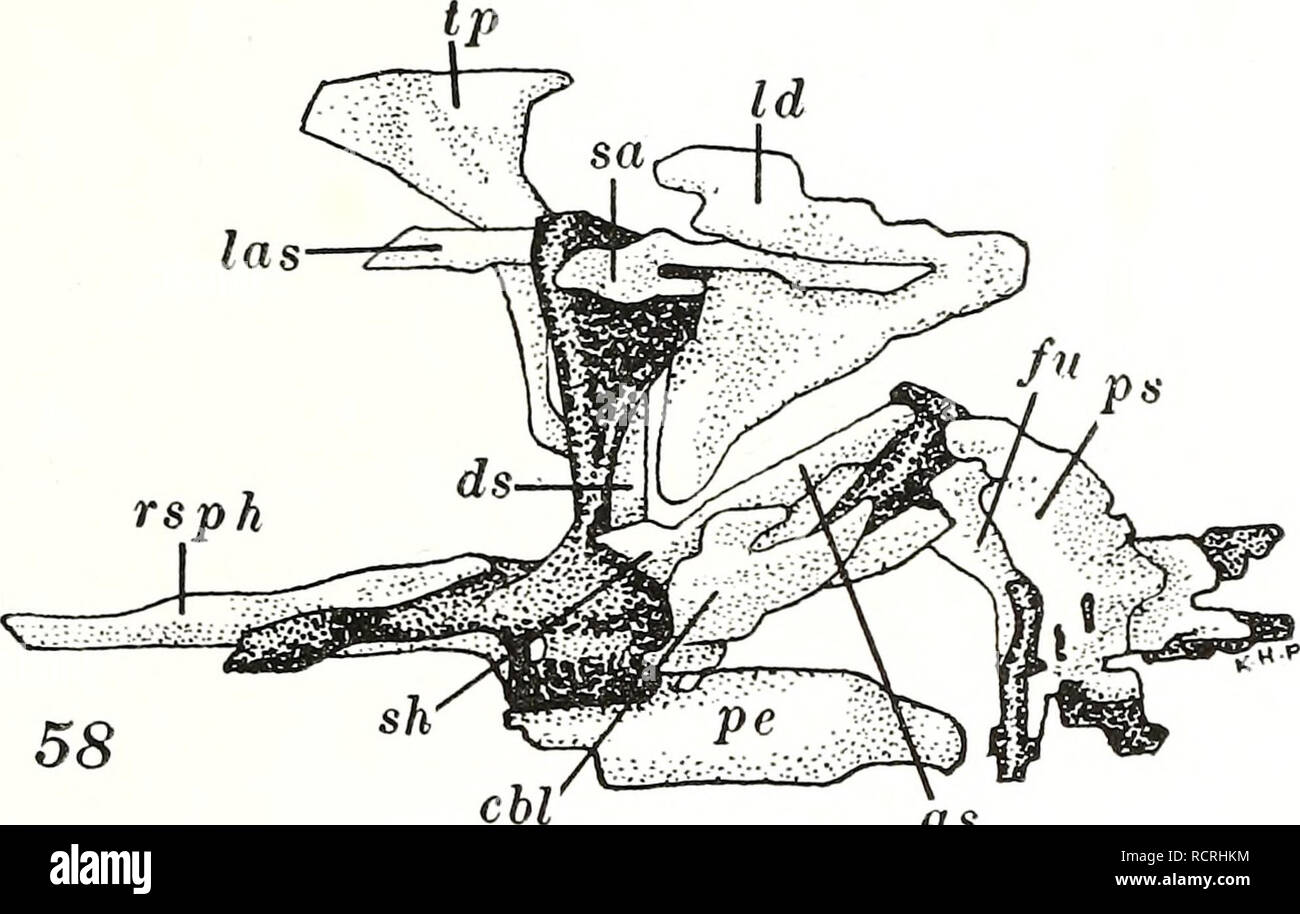 . The development of the pectoral limb of Necturus maculosus ...