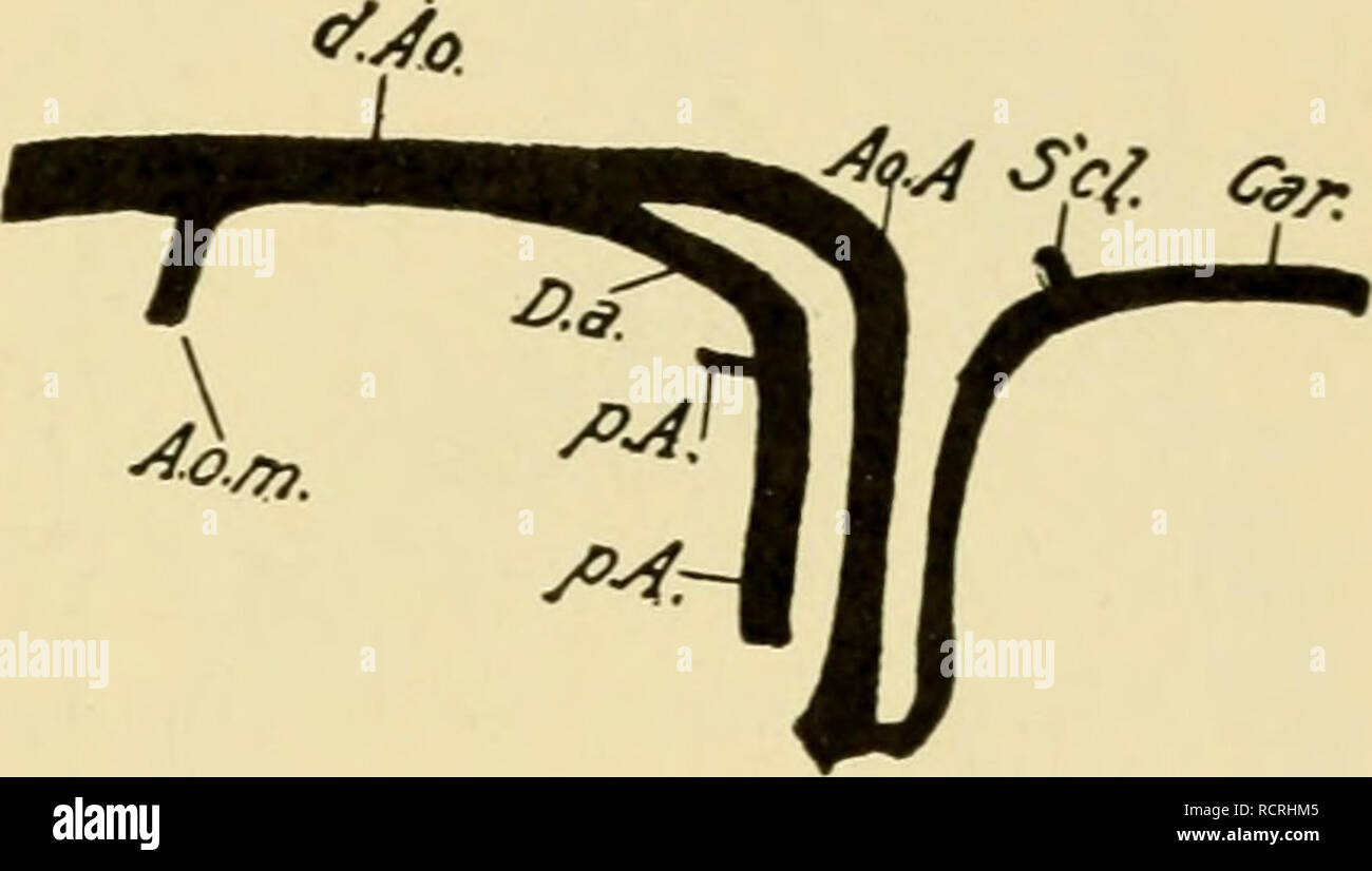 . The development of the chick : an introduction to embryology ...