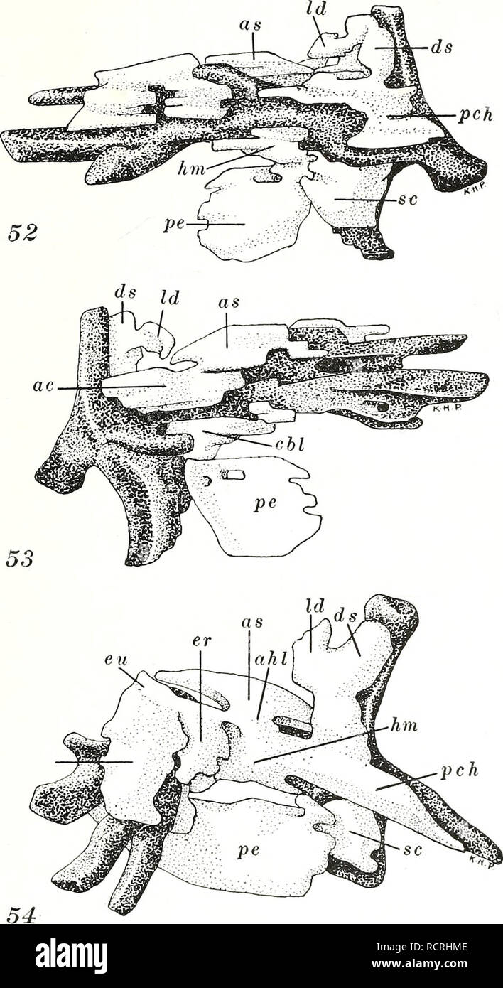 . The development of the pectoral limb of Necturus maculosus ...