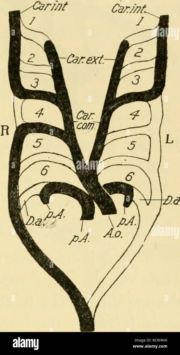 . The development of the chick : an introduction to embryology ...