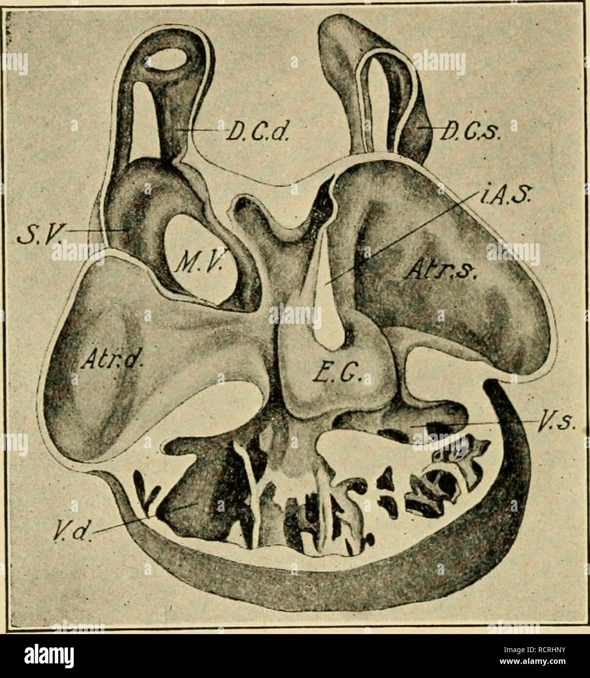 . The development of the chick : an introduction to embryology ...