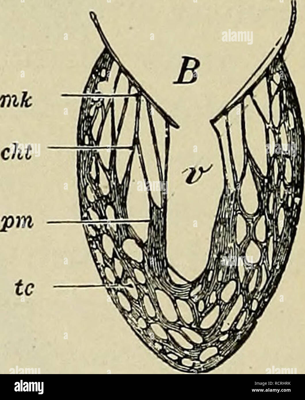 . The development of the human body : a manual of human embryology ...
