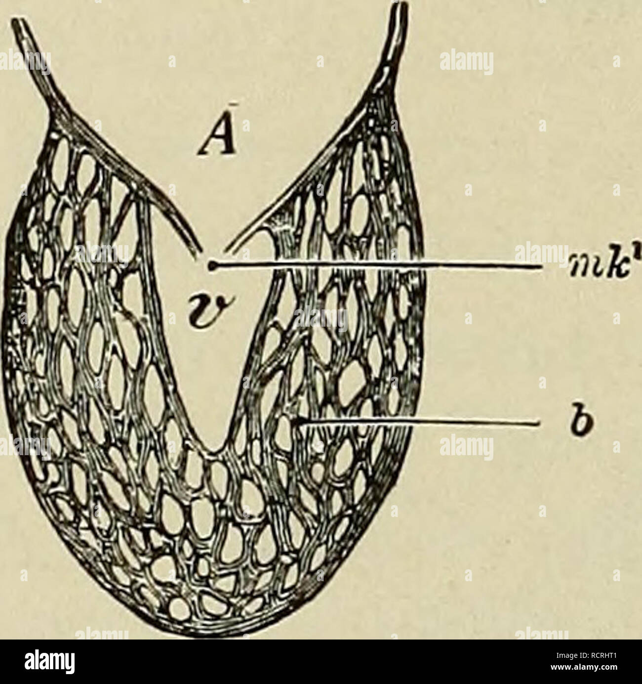 Human embryo heart development hi-res stock photography and images - Alamy