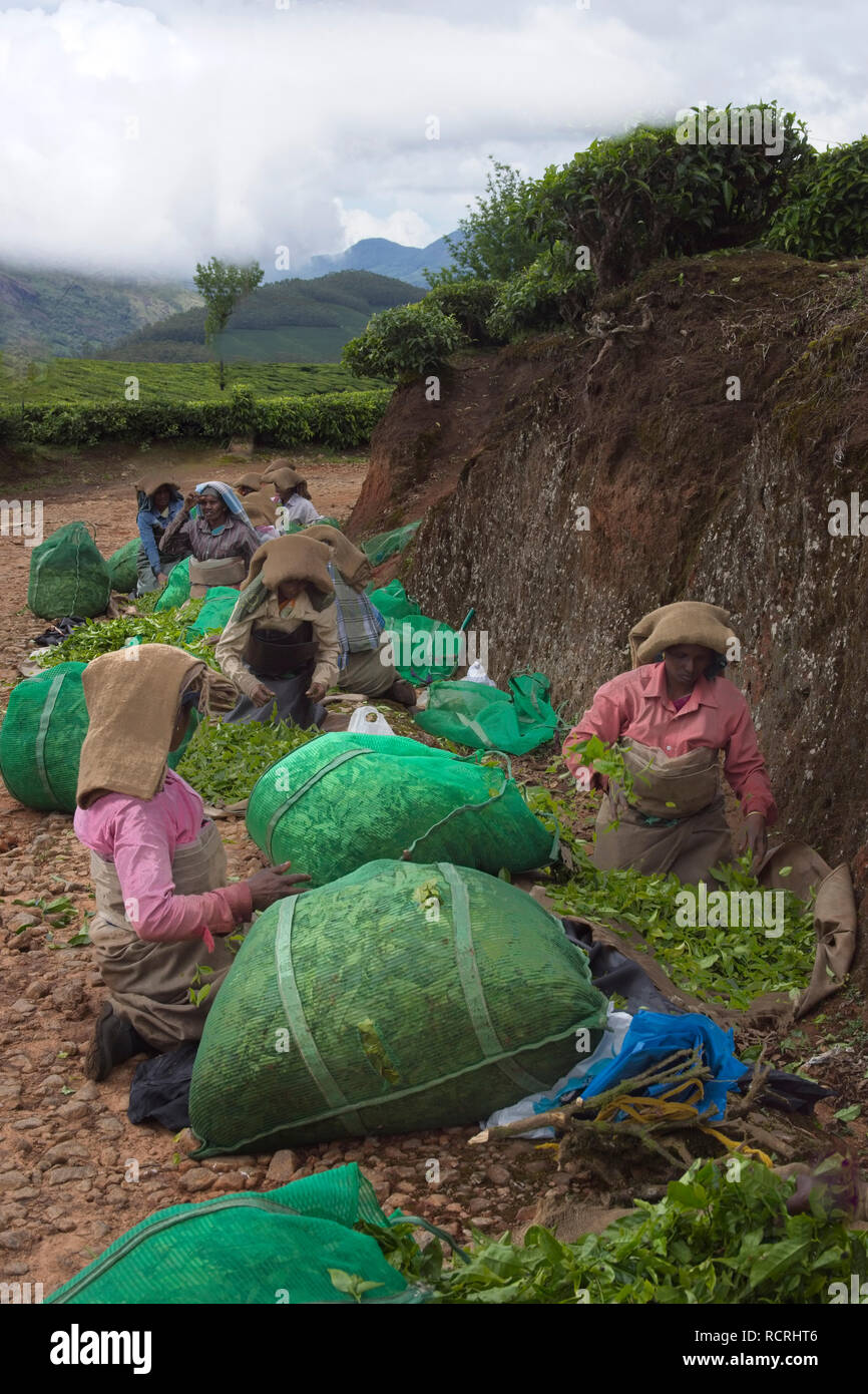 Munnar tea plantation with workers picking tea leaves from the plants ...