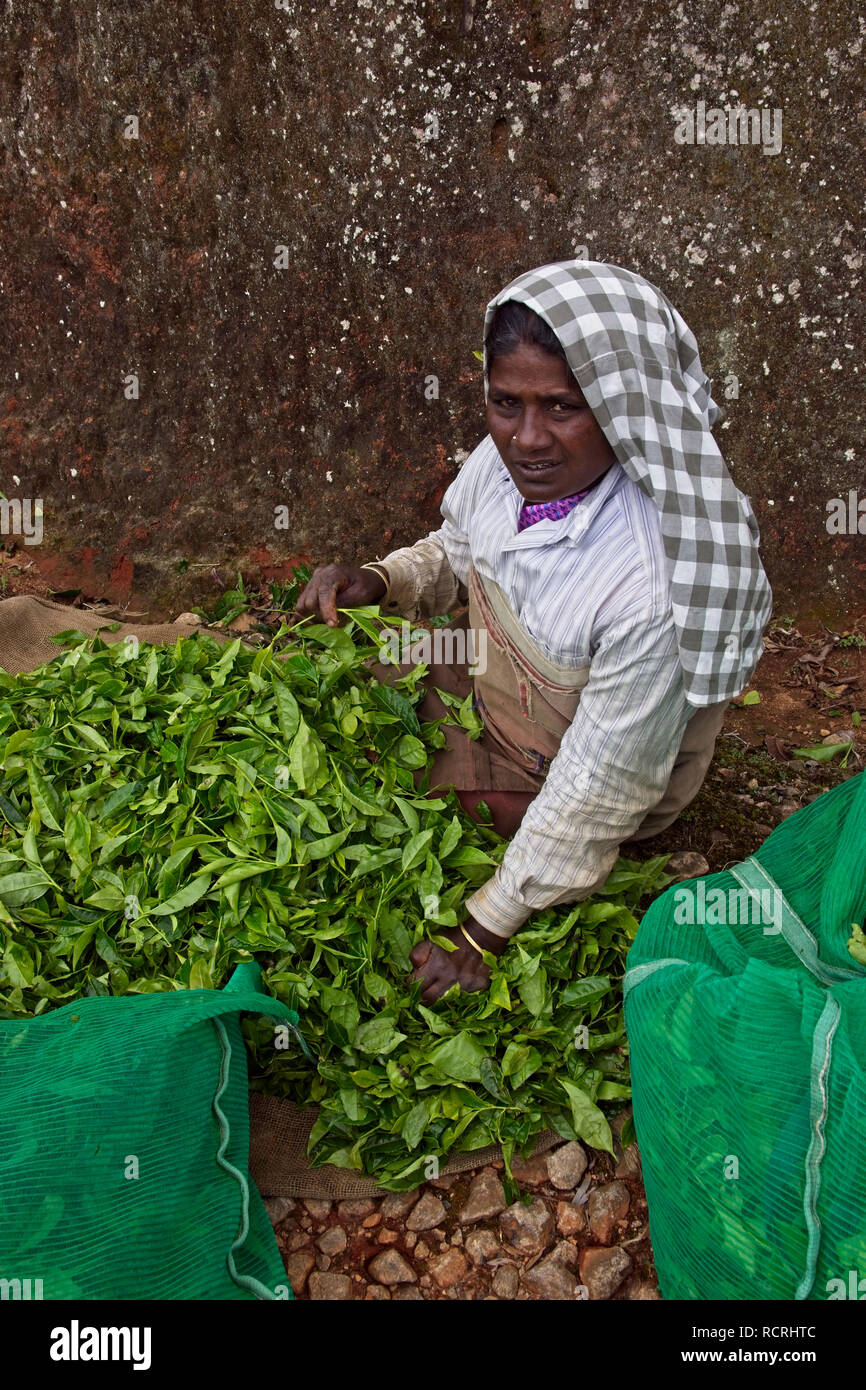 Munnar tea plantation with workers picking tea leaves from the plants ...