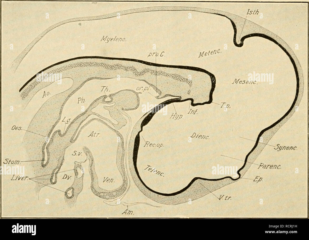 . The development of the chick; an introduction to embryology. Birds ...