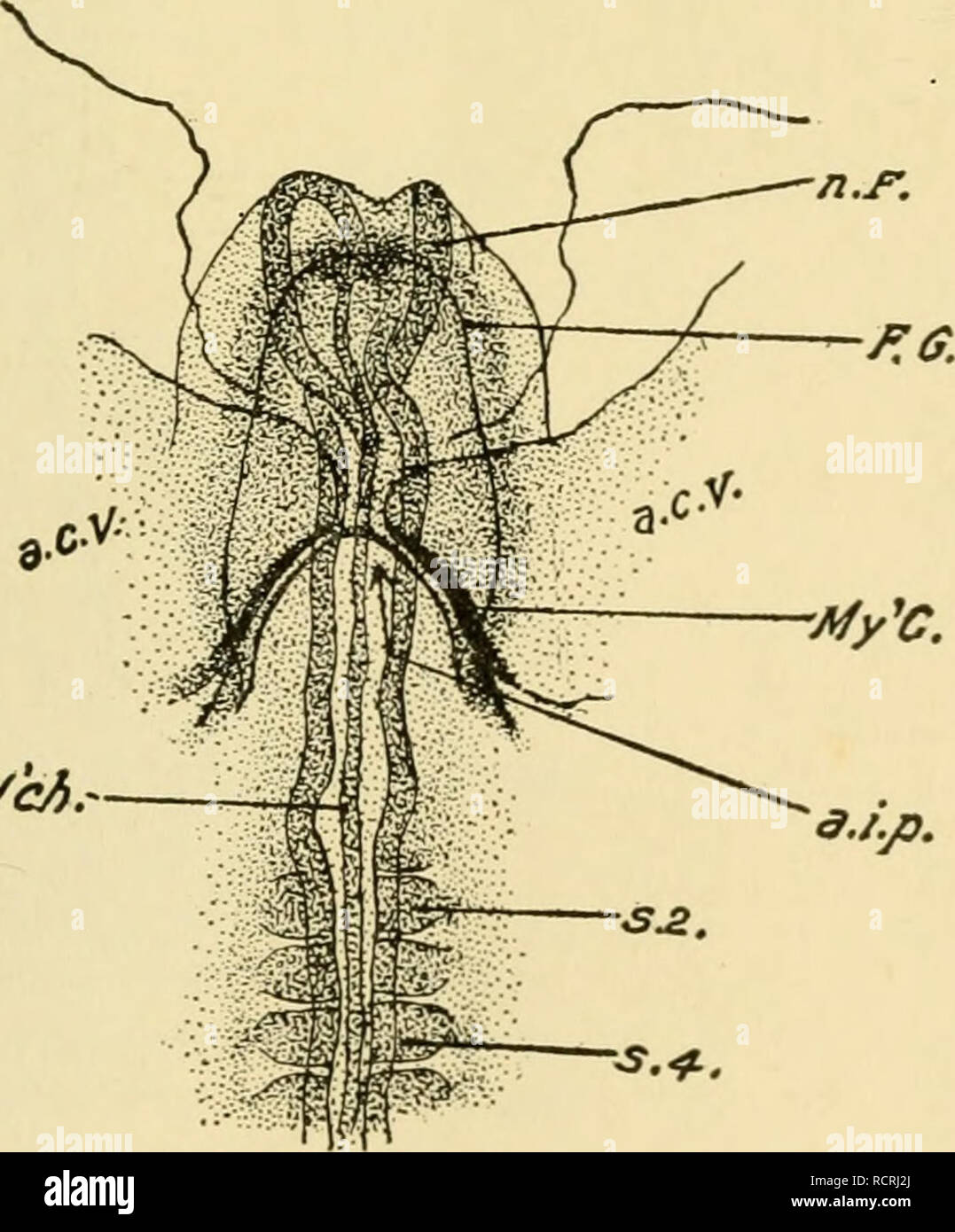 . The development of the chick : an introduction to embryology ...